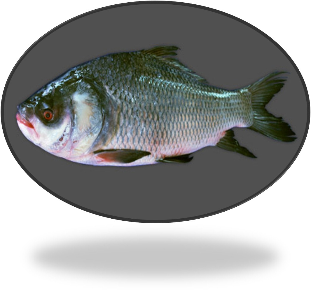 fish recipes – Healthy Food Recipes