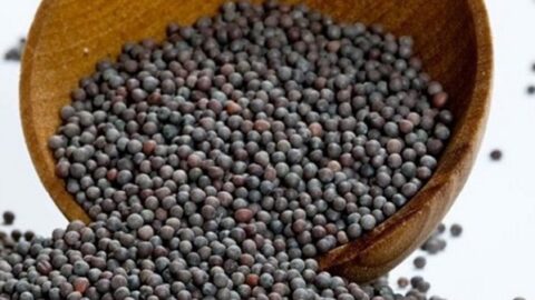 The Most Common 40 Condiments | Condiments Names With Pictures ...